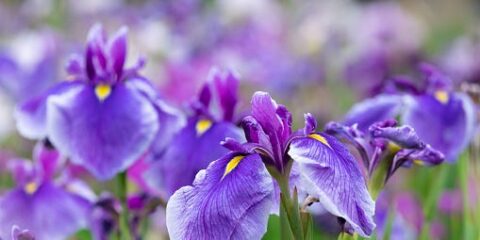 Le guide ultime pour planter des fleurs d'iris - SweetMango